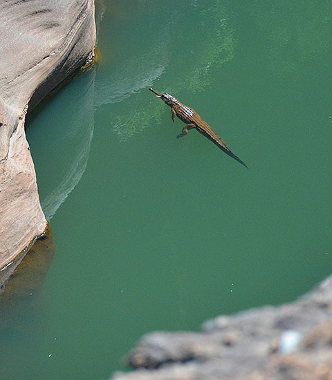 Cobbold Gorge Crocodiles are Johnstone River Crocodiles (or 'Freshies')